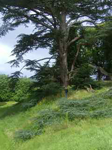 Backgrounds 1721403207 james%27s tree at chambord
