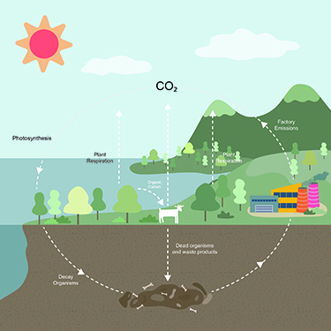 Backgrounds 1711032441 carbon cycle a 1%28web%29